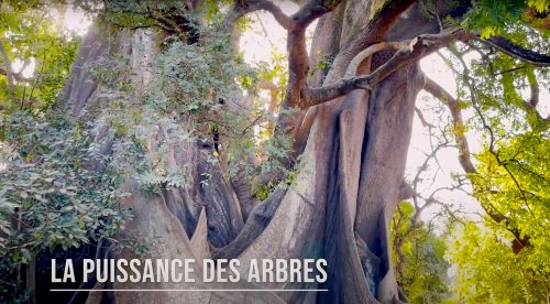 La Puissance des arbres, un documentaire court par Isabelle Arvers, Livia Diniz et Bruno Qual ...